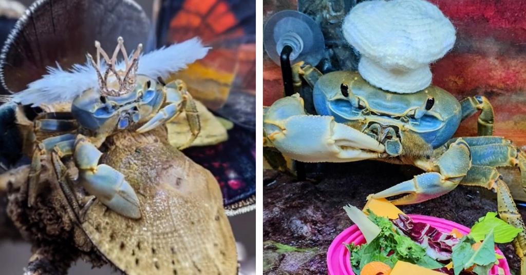 Howie the Crab Has Gone Viral for Un-Crablike Behavior