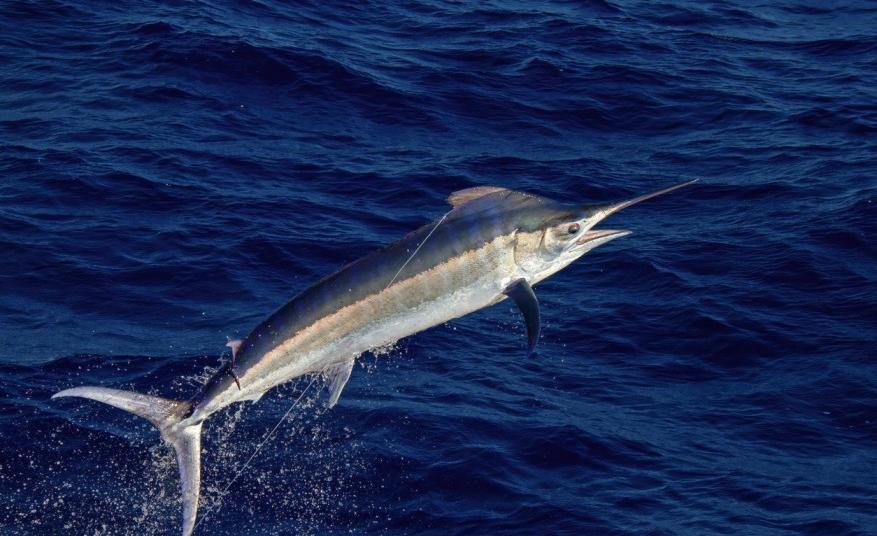 Here's a List of the Fastest Fish in the Ocean