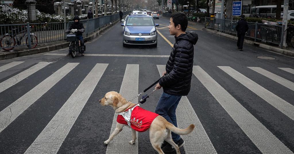 How to Get Started Training a Service Dog — What to Know