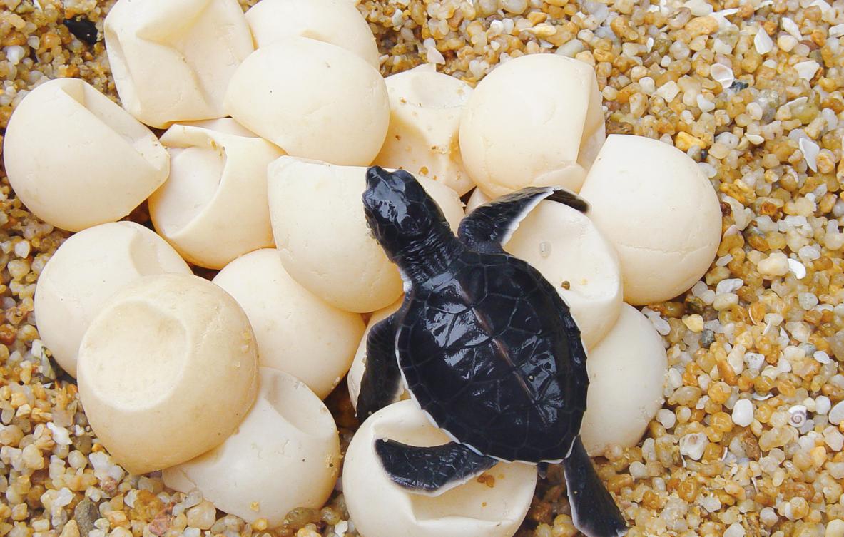 Rare White Sea Turtle Spotted on South Carolina Beach