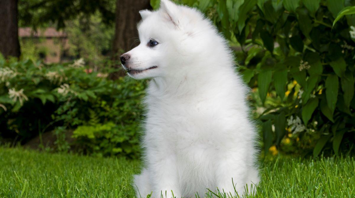 The Worst Shedding Dog Breeds, From Akitas to Chow Chows