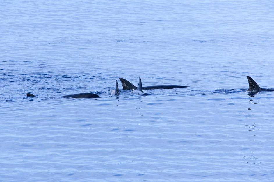 Where Are Orcas Found? Here's Where You'll Find Most Killer Whales