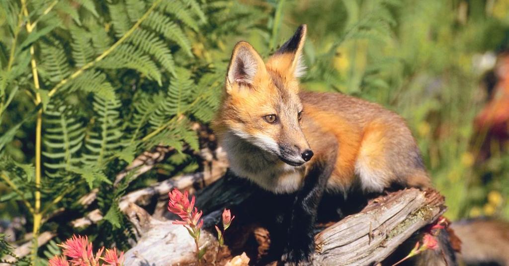 The Sierra Nevada Red Fox Has Been Listed as Endangered