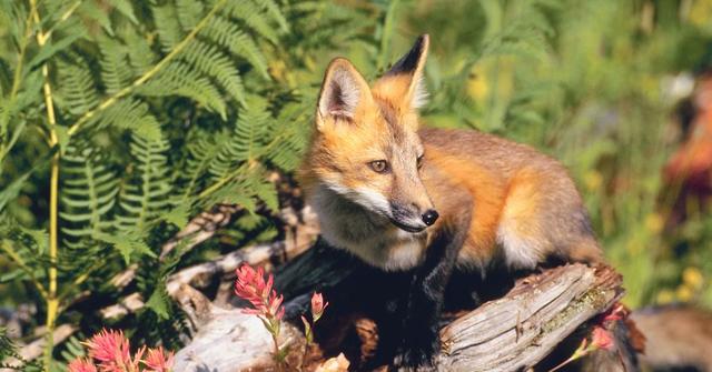 The Sierra Nevada Red Fox Has Been Listed as Endangered