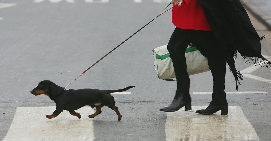Why Do Dogs Eat Poop? Here's How to Curb the Nauseating Behavior