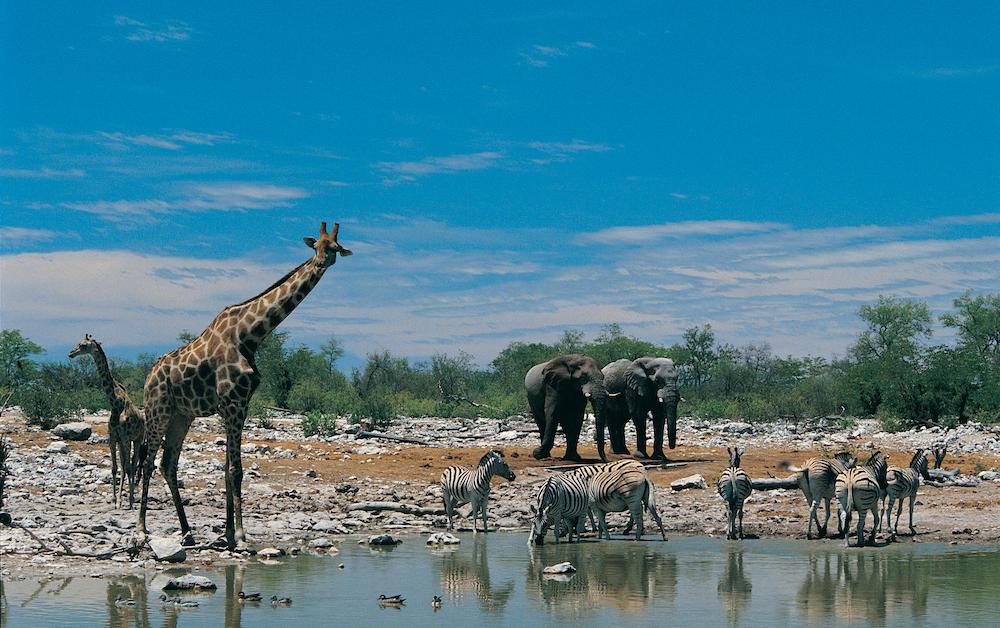 How Does Biodiversity Support Healthy Ecosystems?