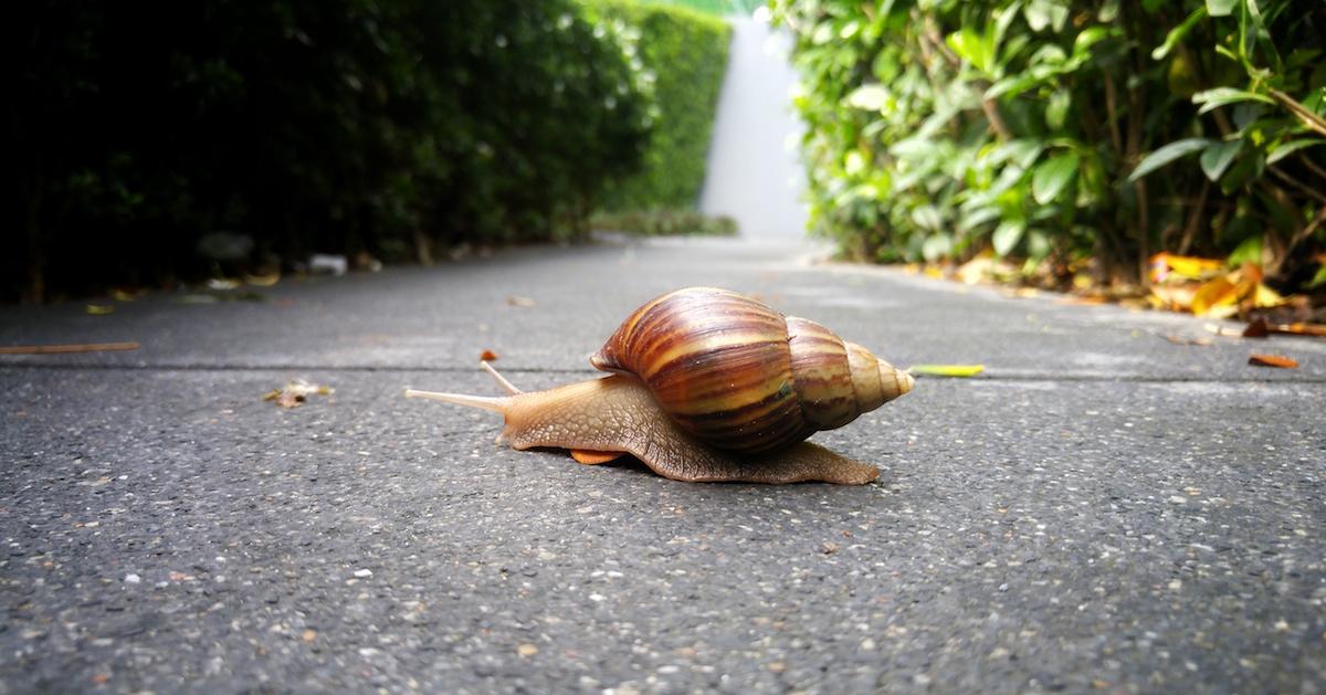Why Does Salt Kill Slugs?