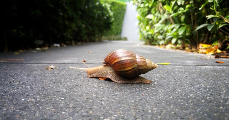 Why Does Salt Kill Slugs?