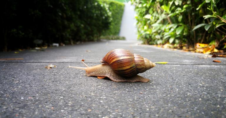 Why Does Salt Kill Slugs?