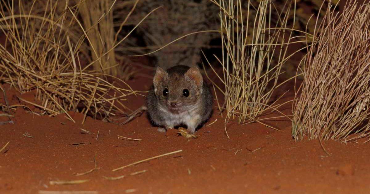 These Tiny Creatures Were Almost Extinct, But a Surprising Impact of ...