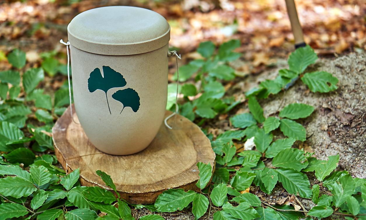 How to Be Buried As a Tree: Benefits, Costs, and More