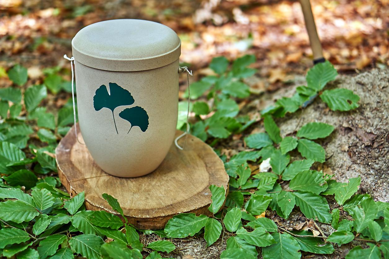 How to Be Buried As a Tree: Benefits, Costs, and More