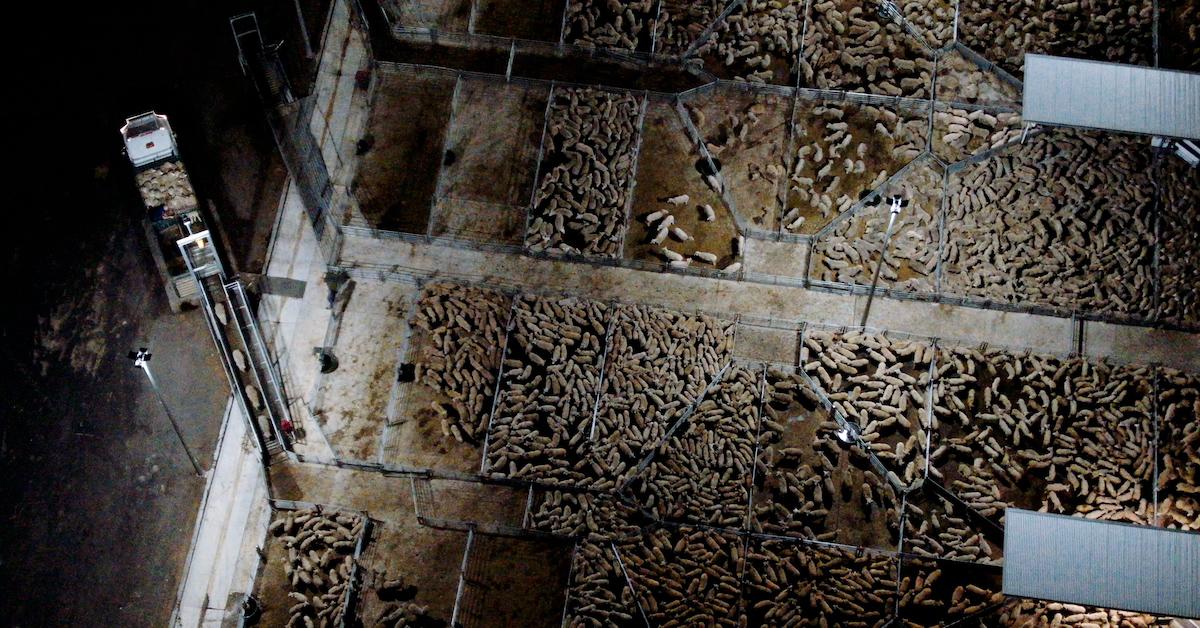 'SLAY' Film by Rebecca Cappelli Uncovers Truth in Animal-Based Fashion