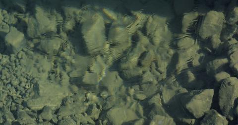 Dead Sea Plankton May Cause Earthquakes, a New Study Shows