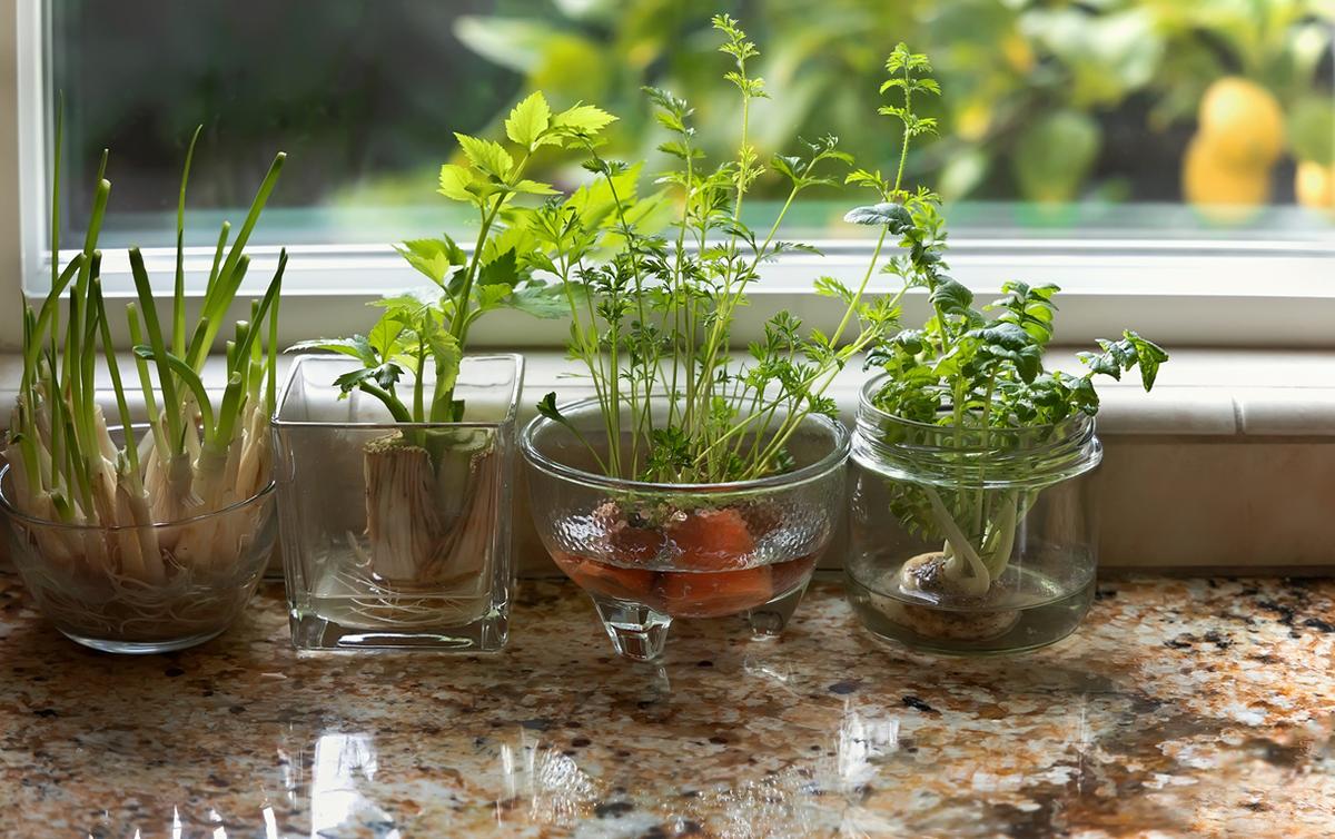 18 Fruits and Veggies You Can Propagate at Home