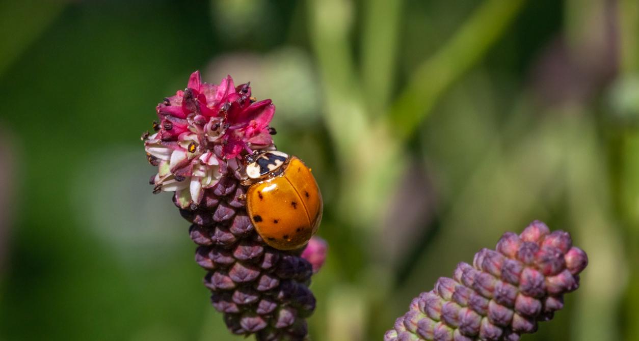 What Do Ladybugs Eat? Learn About These Curious Creatures