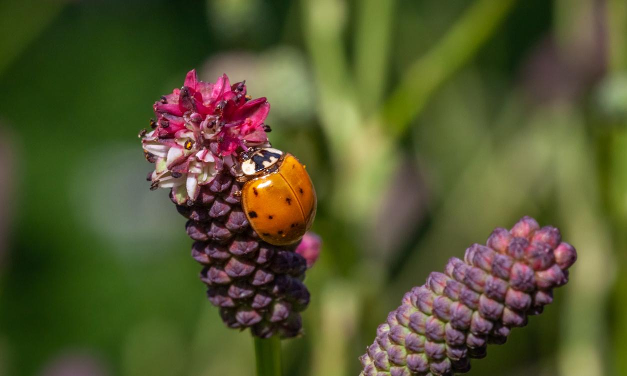 What Do Ladybugs Eat? Learn About These Curious Creatures