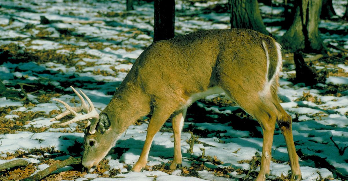 Deer Poachers in Vermont Face Major Charges