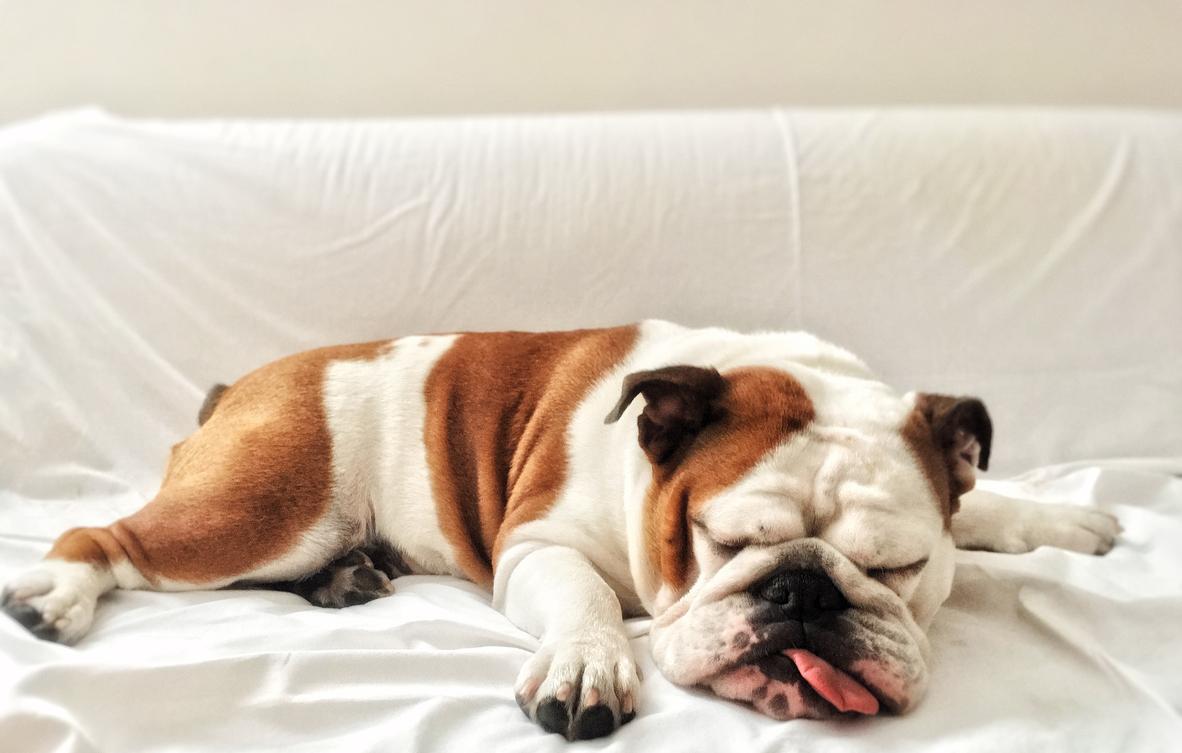 If Your Dog Sleeps With His Tongue out, Read This