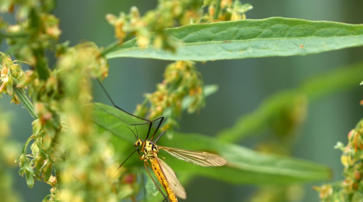 Crane Fly vs. Mosquito: Do They Have Much in Common?