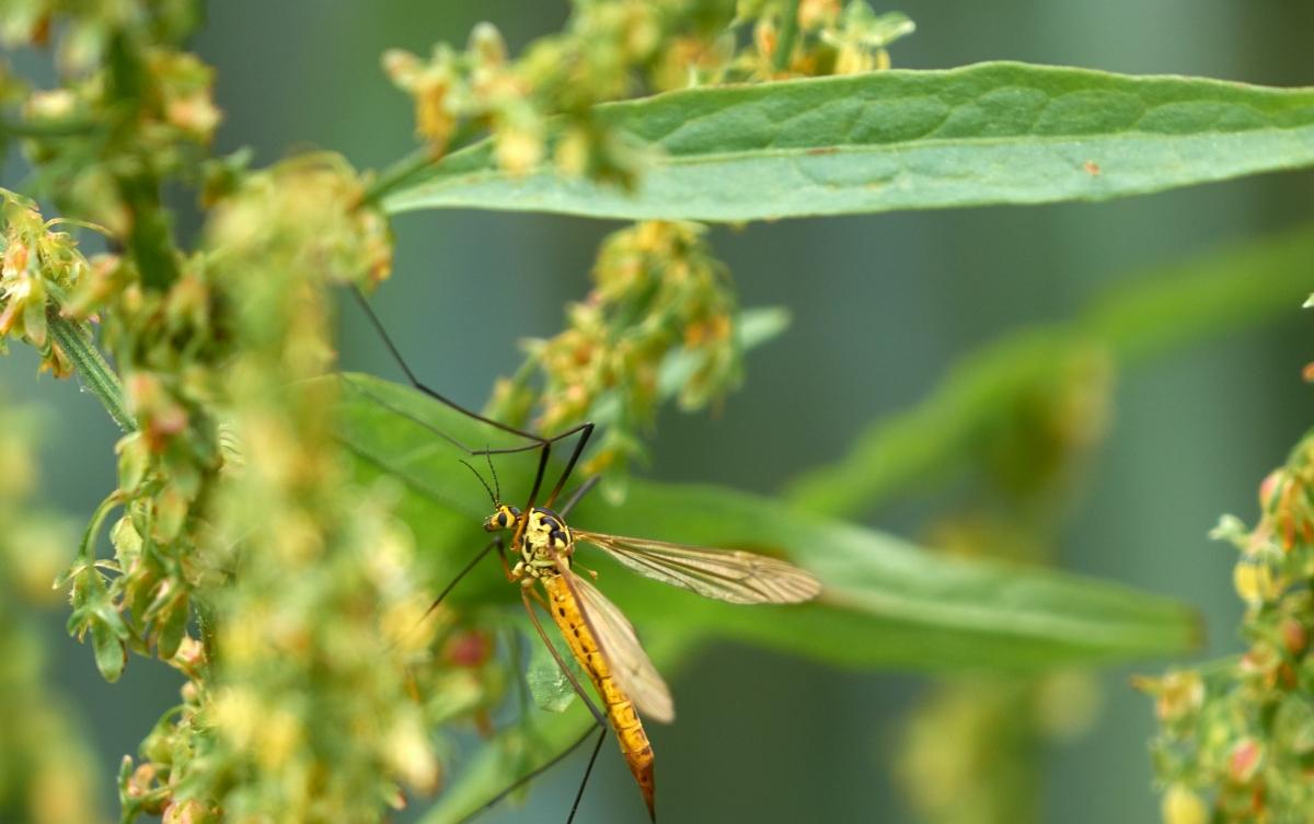 Crane Fly vs. Mosquito: Do They Have Much in Common?