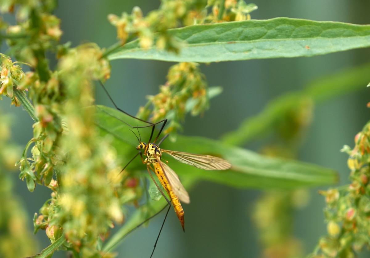 Crane Fly vs. Mosquito: Do They Have Much in Common?