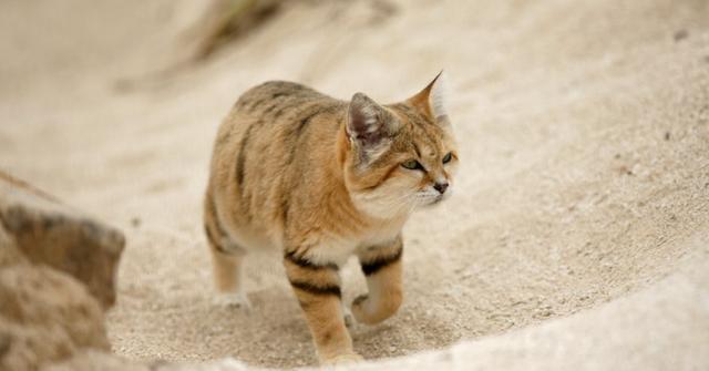 Is the Sand Cat Rare? All About the Elusive Feline