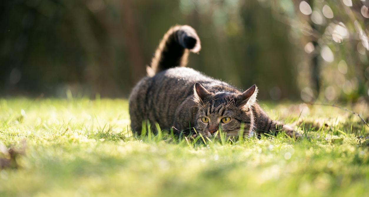What Does It Mean When Cats Wag Their Tails?