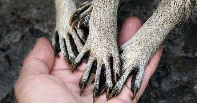 Do All Raccoons Have Rabies? What to Know