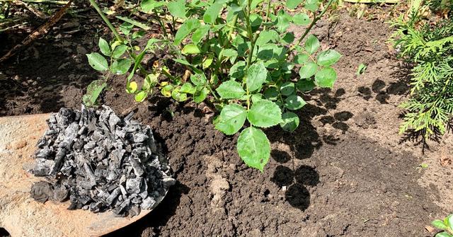 Is Charcoal Ash Good for Plants? Pros and Cons