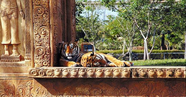 Why Zoos Should Be Banned: Behind the Abuse