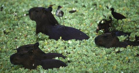 Are Capybaras Endangered? What to Know