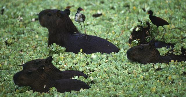 Are Capybaras Endangered? What to Know