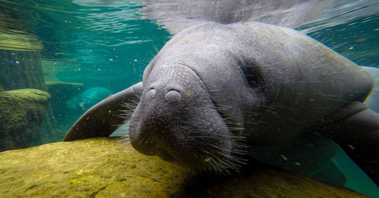 Manatees Romeo, Juliet, Clarity Transferred From Miami Seaquarium Manatees Romeo, Juliet, Clarity Transferred From Miami Seaquarium