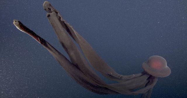 Giant Phantom Jellyfish Spotted off the Coast of California