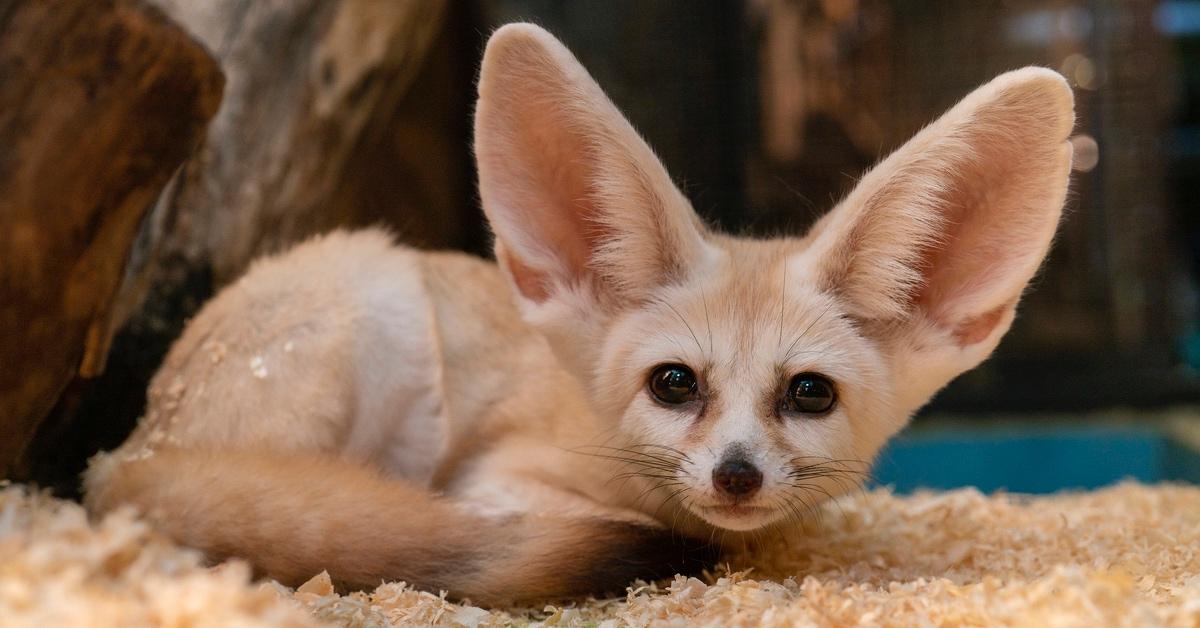 Should Exotic Animals Be Kept as Pets? What You Should Know