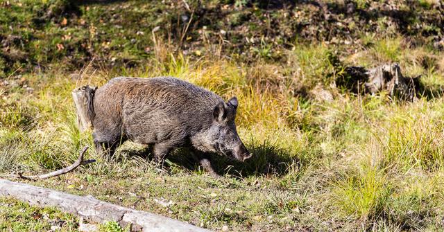 Canadian Super Pigs: Everything You Need to Know