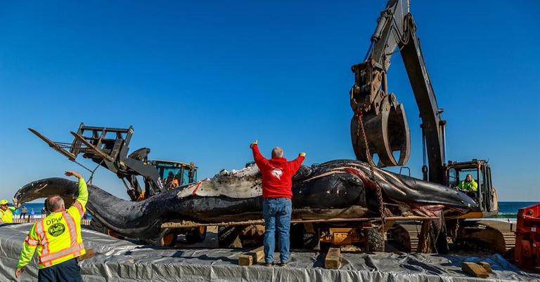 Whale Washes up on New Jersey Beach — Investigations Are Underway