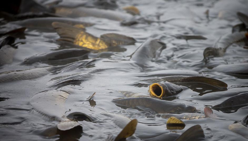 Invasive Fish Species That You Should Know About