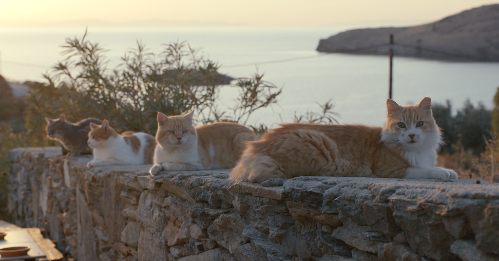 Netflix's 'Cat People' Features a Variety of Feline Enthusiasts