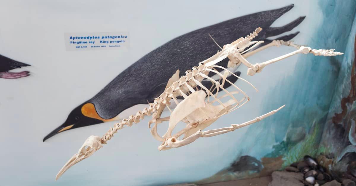 Penguin Skeletons: What Science Says They Can Teach Us