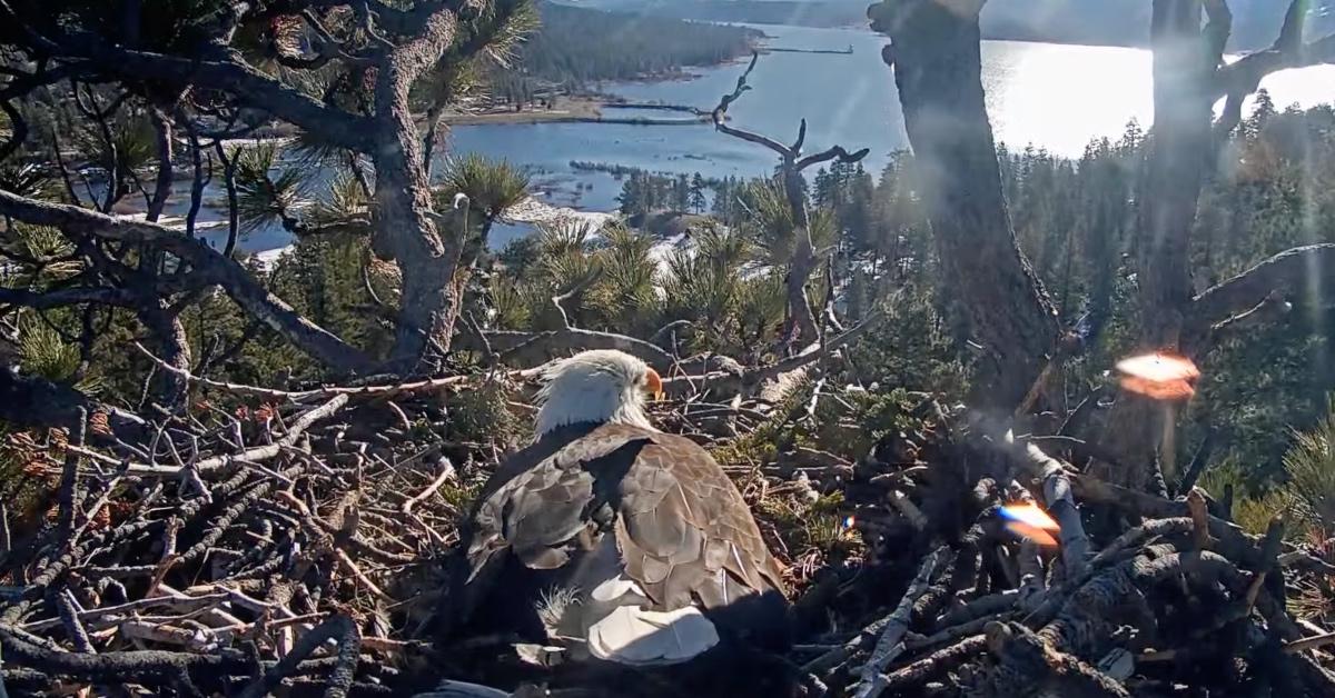 "Pip Watch" for Big Bear Bald Eagles Takes a Turn: Details
