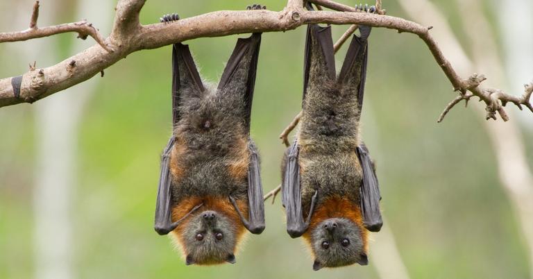Do Bats Migrate in Winter? It Depends on the Bat