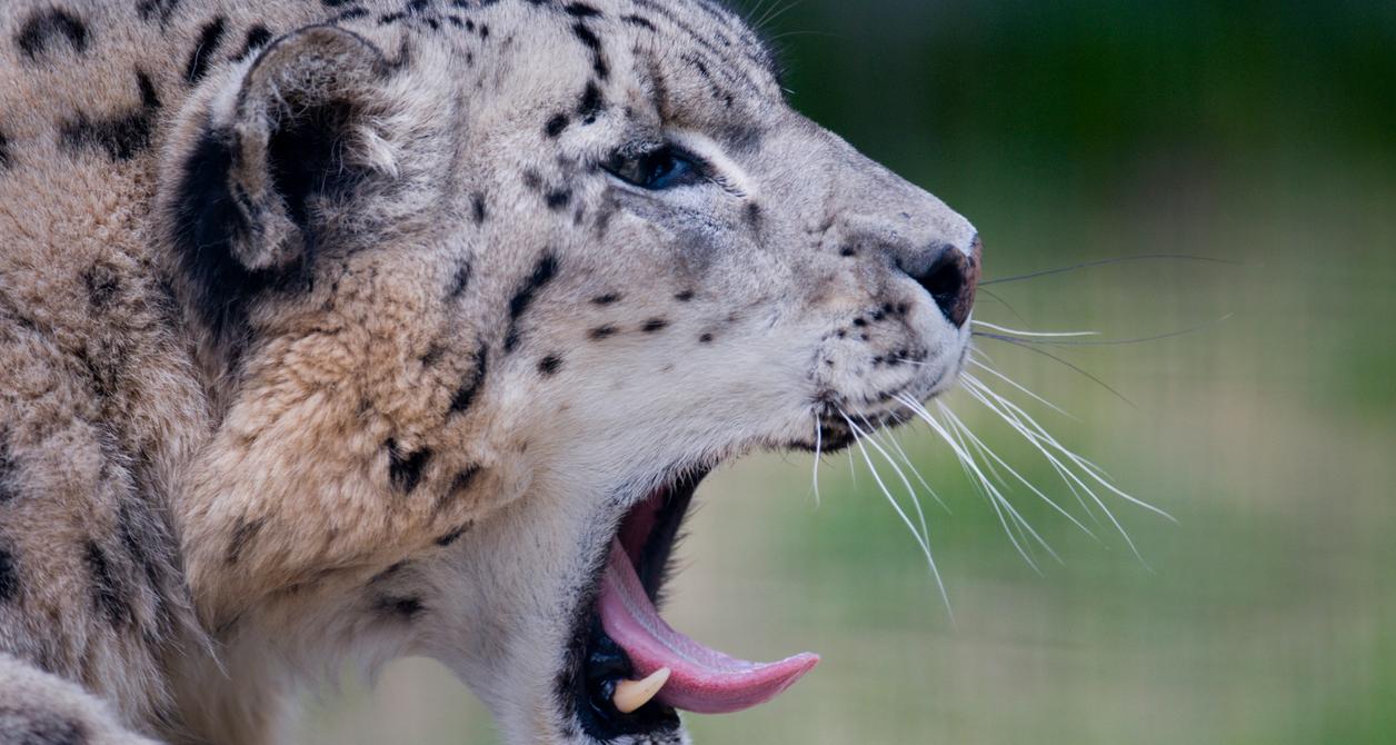 Fun Facts About Snow Leopards That Might Surprise You