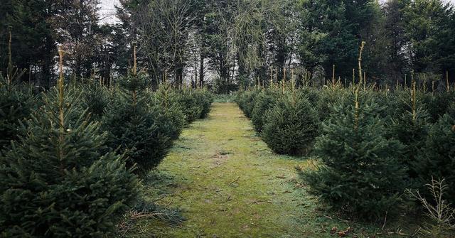 How Are Christmas Trees Affected by Climate Change? What We Know