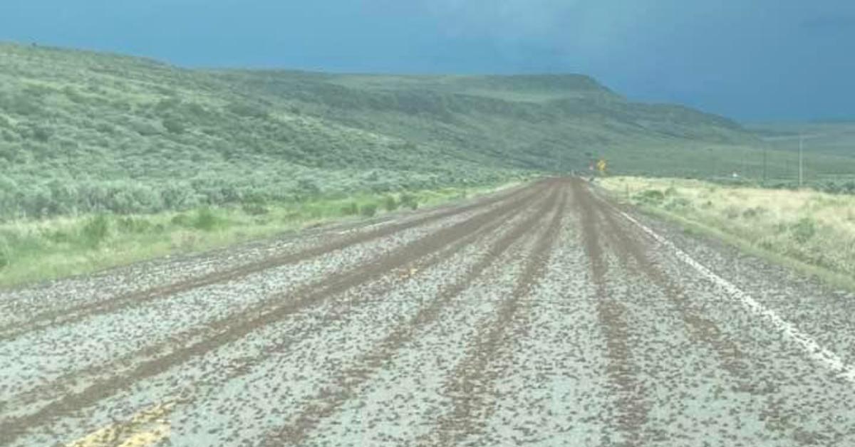 How To Get Rid Of Mormon Crickets