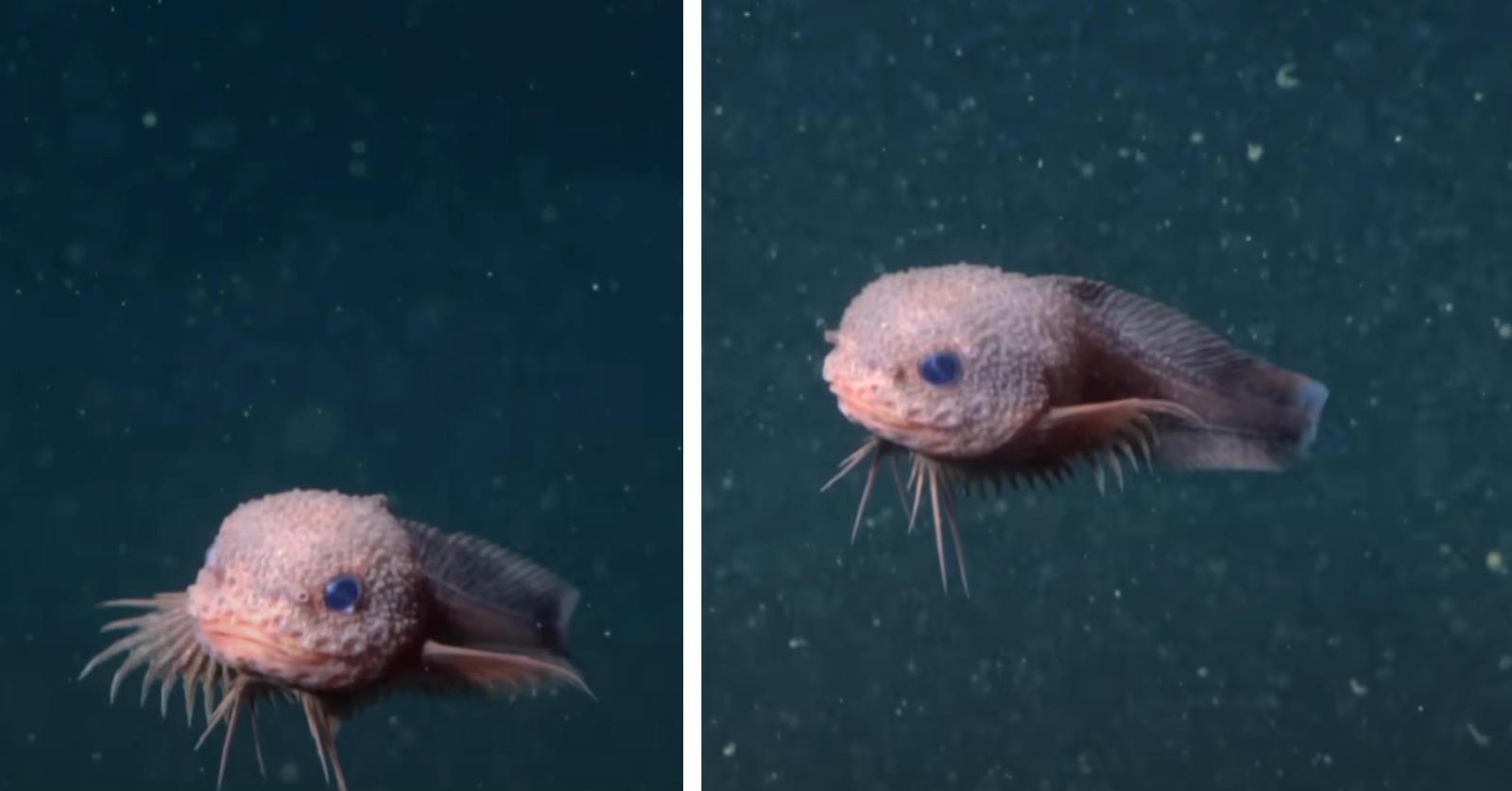 Three New Species of Deep Sea Snailfish Discovered
