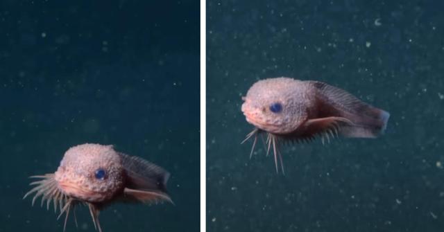 Three New Species of Deep Sea Snailfish Discovered