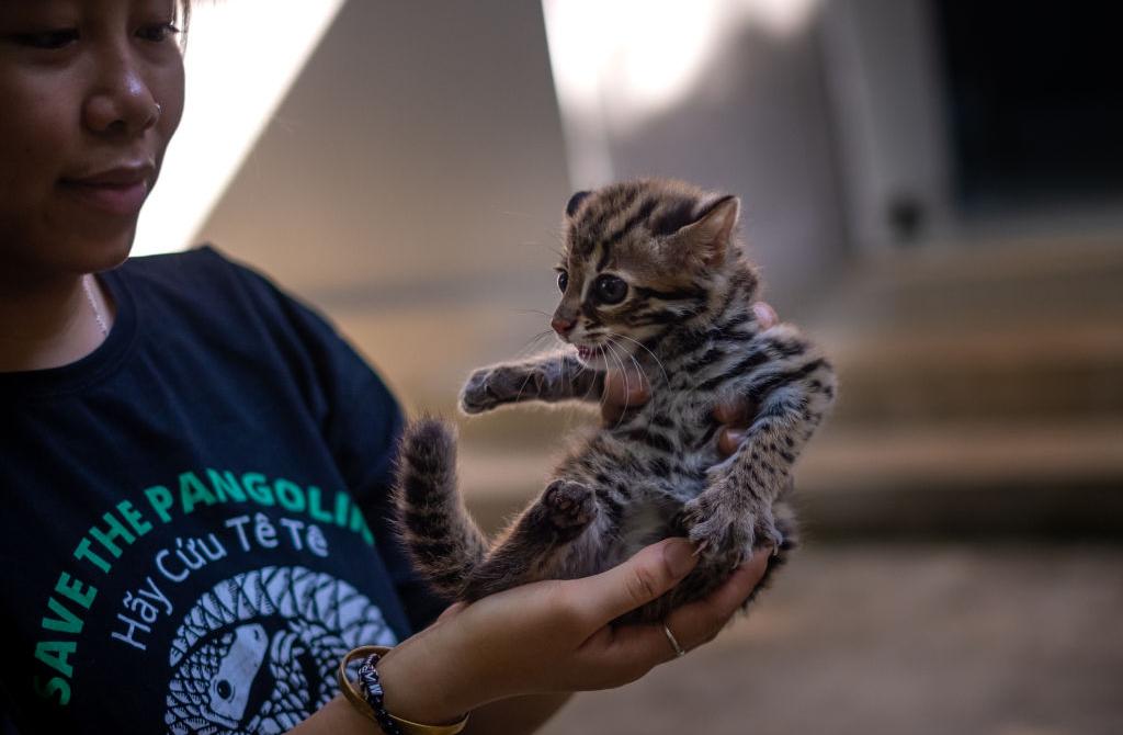 Why Is Animal Conservation Important? It's a Seriously Important Matter