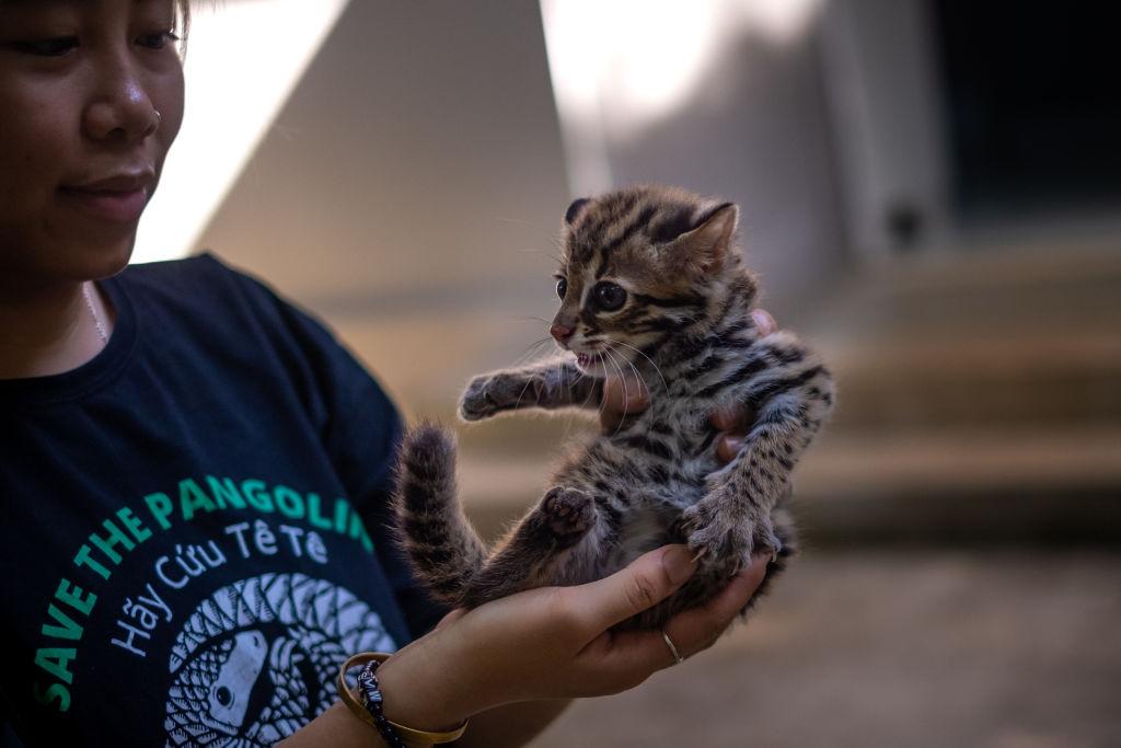 Why Is Animal Conservation Important? It's a Seriously Important Matter